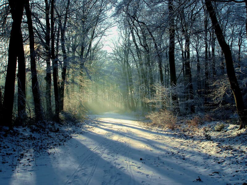 Snowy forest at sunset stock image. Image of forest, woods - 13011567