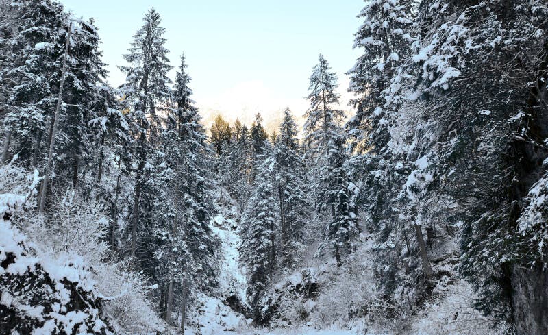 The snowy forest at sunset stock image. Image of canada - 194184053