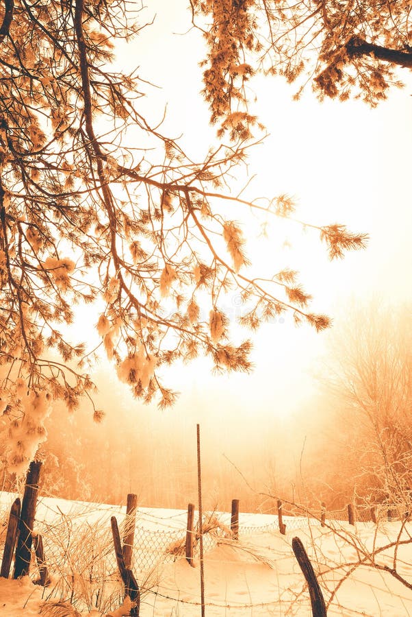Snowy forest at sunset stock photo. Image of outdoors - 36644530