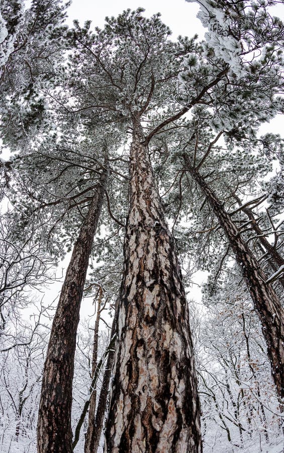 Snowy Forest Take with Fish Eye Lens Stock Photo - Image of trees ...