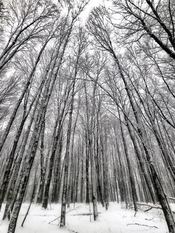 Snowy Forest with Tall Trees Stock Image - Image of tall, trees: 111611701