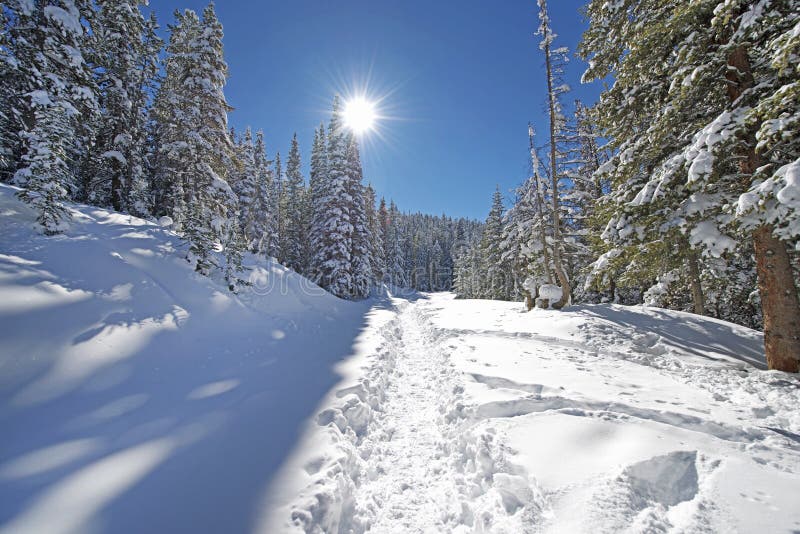 Snowy Forest Trail stock image. Image of hike, trail - 38022389