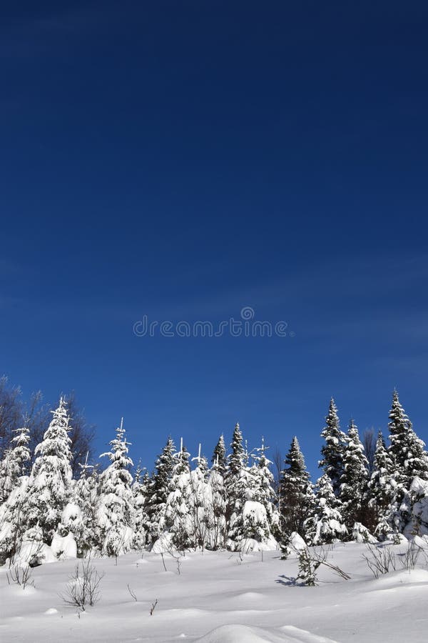 A Snowy Forest Under a Blue Sky Stock Image - Image of branch, alps ...