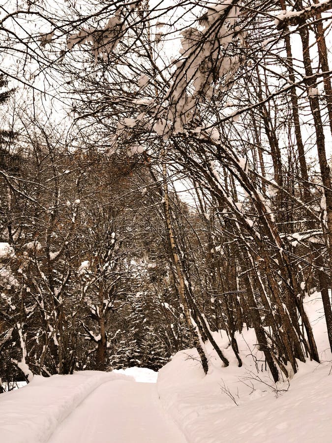 Snowy forest walkway stock photo. Image of plant, snow - 234723740