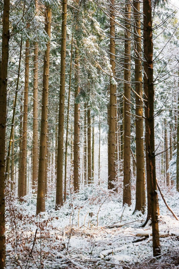 Snowy Forest Wonderland with Evening Sunlight Wide Angle Shot Stock ...