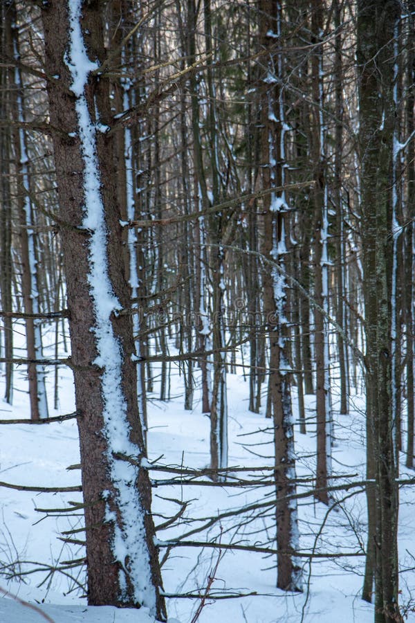 Snowy Forests in Winter Beech and Fir Trees Stock Image - Image of ...