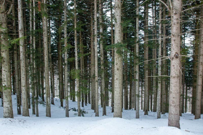 Snowy Forests in Winter Beech and Fir Trees Stock Image - Image of ...