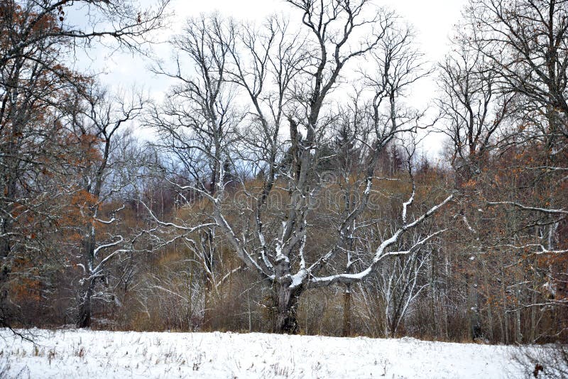 A Snowy Forked Tree in the Field Aside. Stock Image - Image of ...