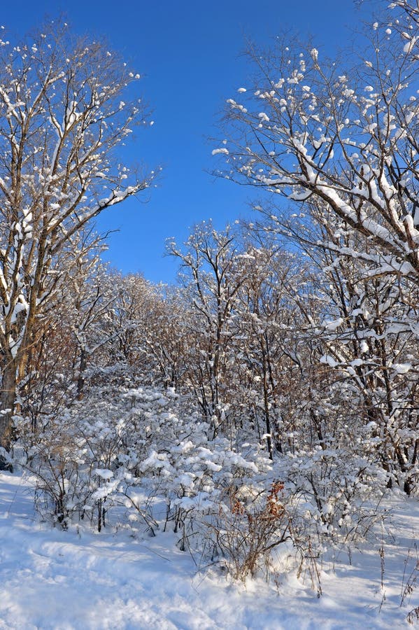 Snowy Freezing Forest Winter Landscape Stock Image - Image of frost ...
