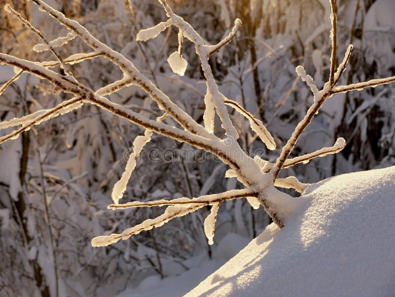 Snowy Frosted Trees. Abstract Formations Stock Image - Image of colors ...