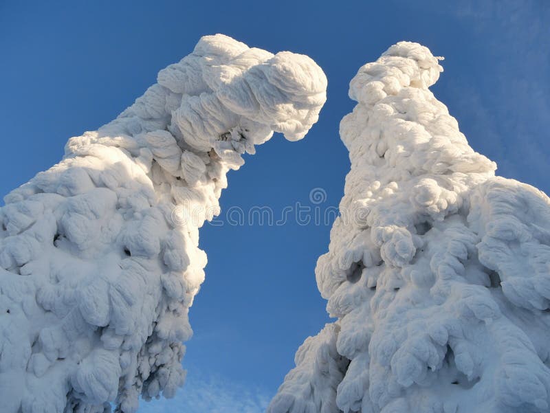 Snowy Frosted Trees. Abstract Formations Stock Photo - Image of ...