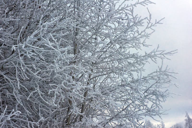 Snowy and Frosty Tree Branches Stock Photo - Image of copy, grove ...
