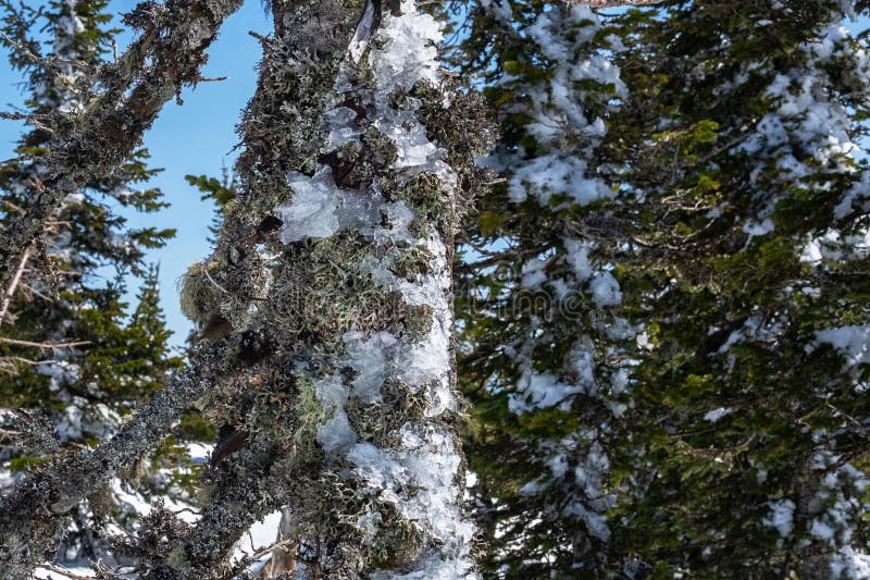 Snowy Frozen Pine Trees stock photo. Image of landscaped - 315729632