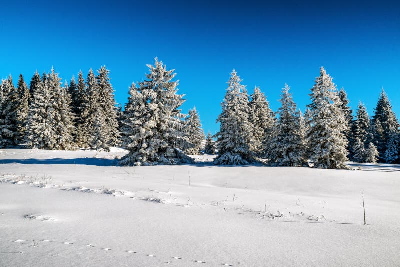 Snowy Frozen Trees in Winter Forest Stock Photo - Image of velka, fatra ...