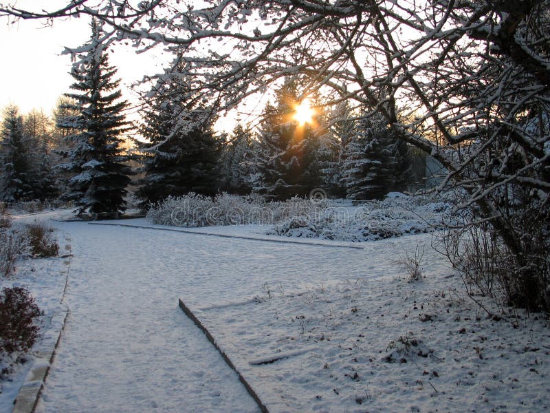 Snowy Garden stock image. Image of frozen, snow, path, tree - 361513