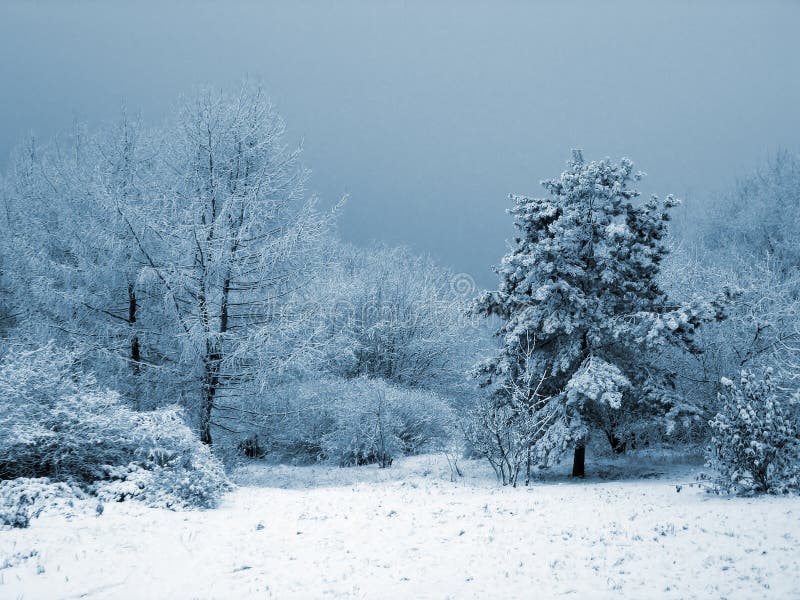 Snowy garden stock image. Image of landscape, weather, seasons - 402549