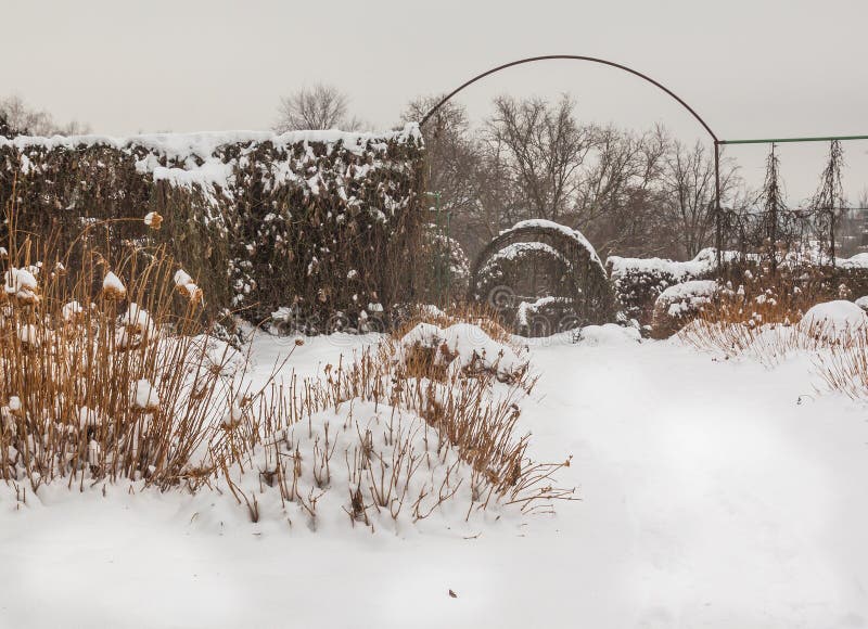 Snowy Garden with Hydrangeas in the Winter Stock Image - Image of ...