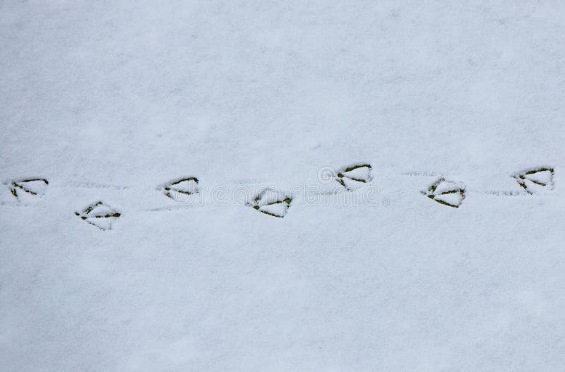 Snowy Ground with Goose Footprints on the Snow Stock Image - Image of ...