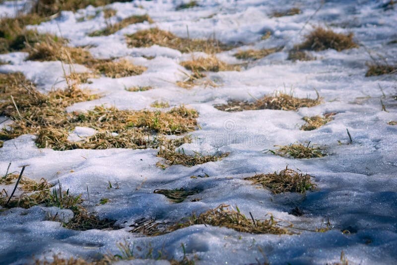 Snowy Ground With Patches Of Dry Grass. Texture Background Stock Image ...