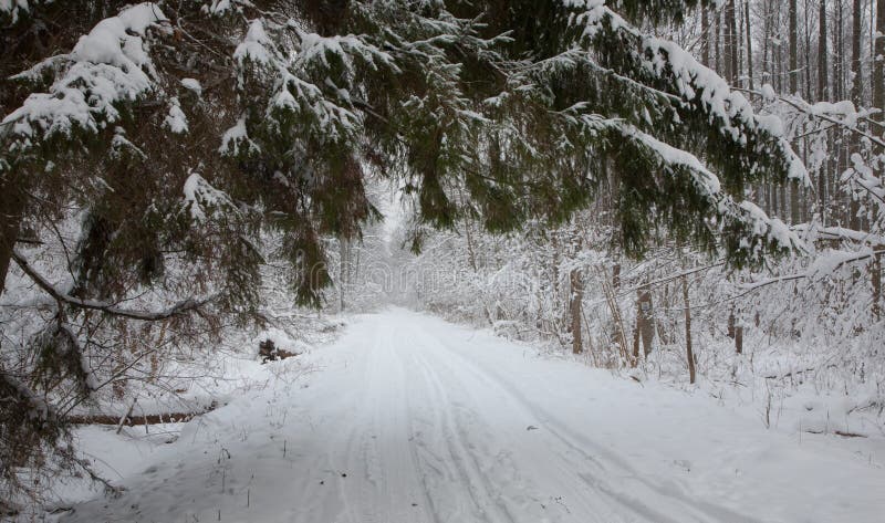 Snowy Ground Road Crossing Snowy Forest Stock Image - Image of season ...