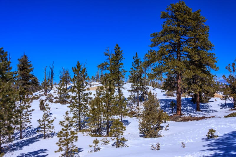 A Snowy Hillside with a Large Pine Tree in the Foreground Stock Image ...