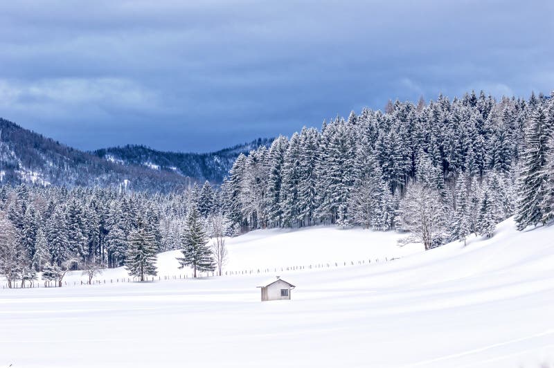 Snowy Hillside of Pine Trees Stock Photo - Image of outdoor, hill: 48864570
