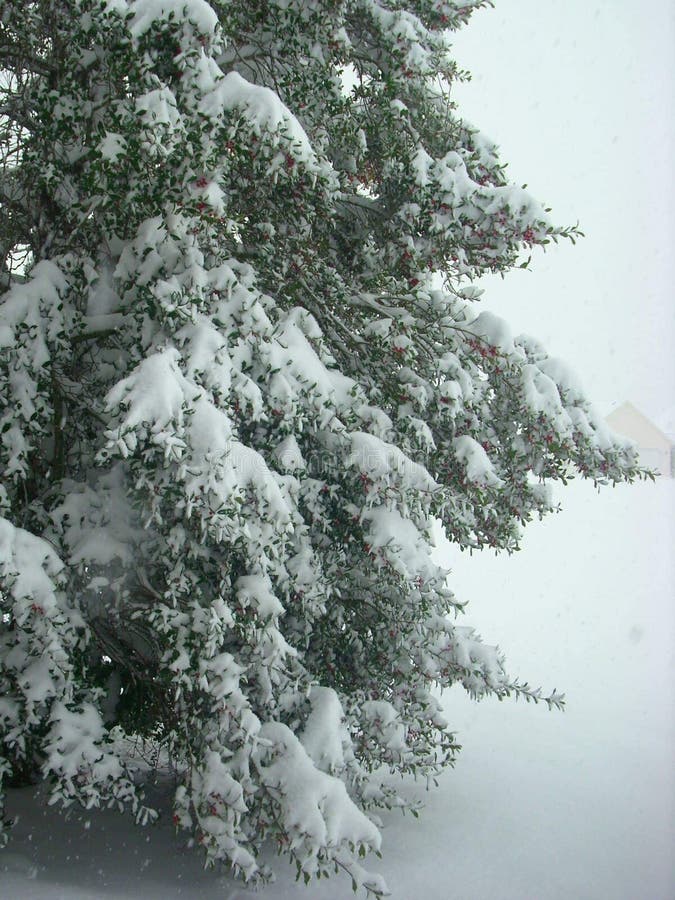 Snowy holly tree in qinter stock photo. Image of branch - 244393674