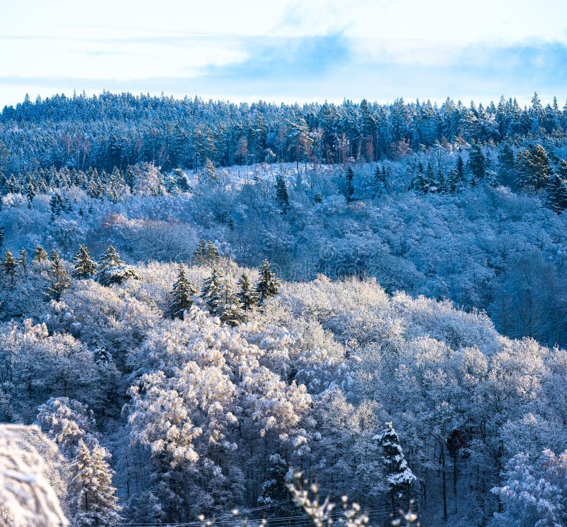 Snowy and Ice Cold Forest I Low Sunlight.. Stock Image - Image of ...
