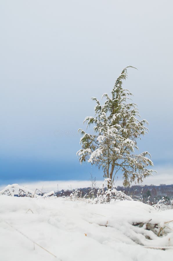 Snowy Juniper Tree in a Field. Winter Landscape. Stock Image - Image of ...