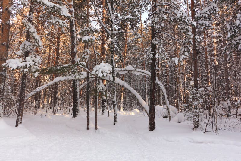 Der Winterwald Auf Schnee Das Holz Im Winter In Russland, Sibirien ... Der Winterwald Auf Schnee Das Holz Im Winter In Russland, Sibirien ...