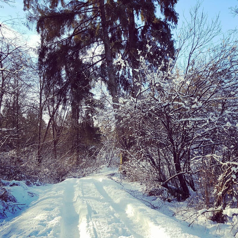 Snowy land stock photo. Image of trails, snowy, burnaby - 84137052