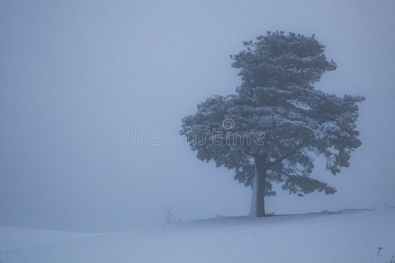 Snowy Landscape with Fog without People and a Snowy Pine Tree Stock ...