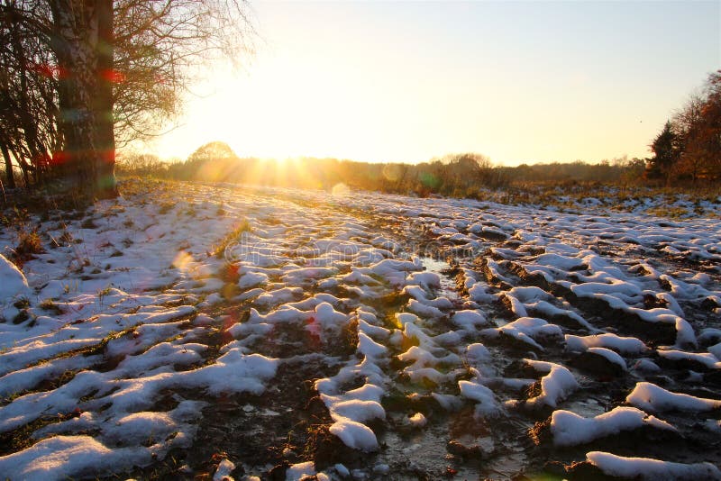 Snowy landscape in the sun stock photo. Image of leaves - 83101120