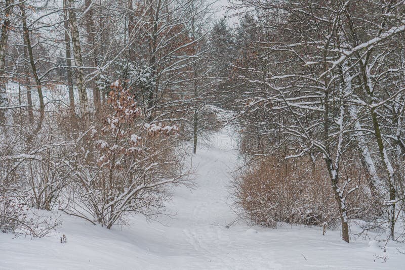 A Snowy Landscape with a Trodden Path Leading into Distance, Bordered ...