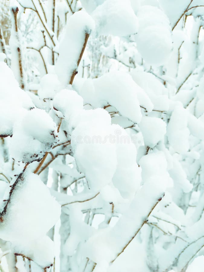 Snowy Landscape, Winter Holiday Concept - Fabulous Fluffy Snowy Tree ...
