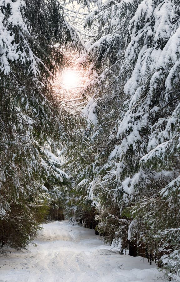 Snowy Lane, Central Park, New York USA Stock Photo - Image of resevoir ...