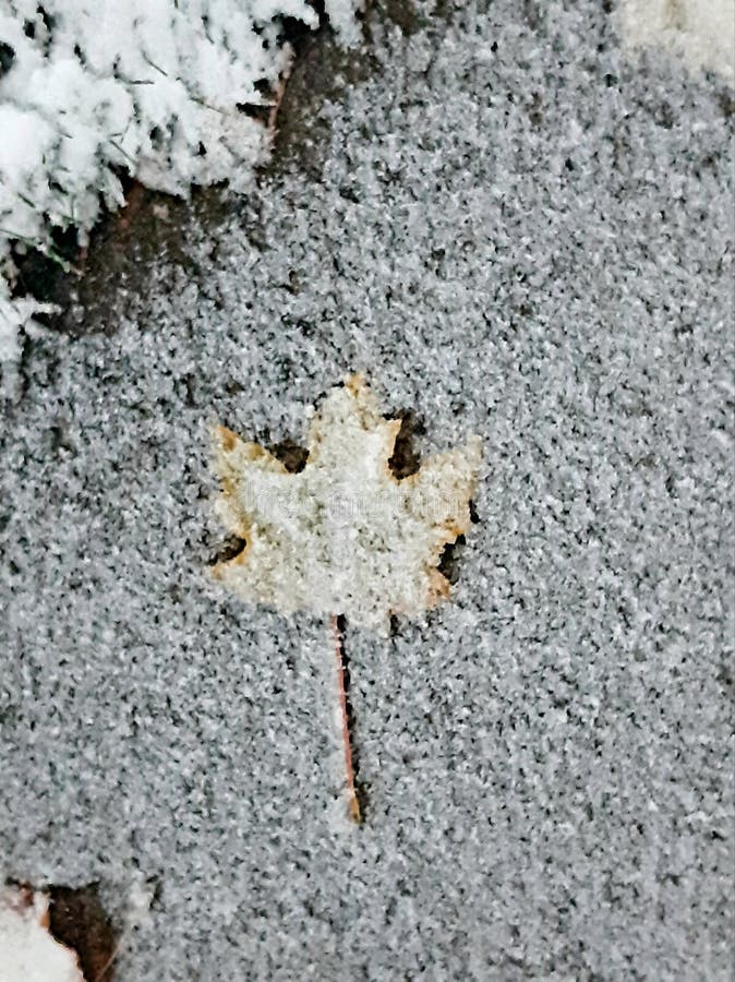 Snowy leaf on the ground stock photo. Image of cold - 165831982