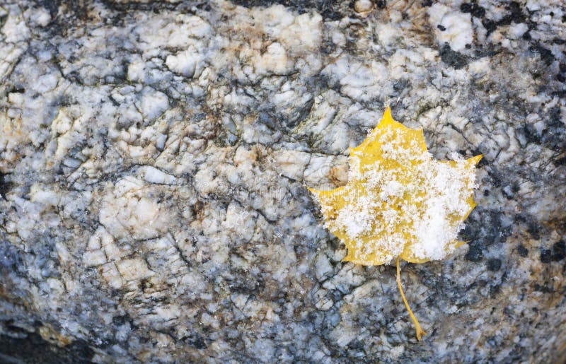 Snowy leaf on rock stock image. Image of stone, snowy - 31909377