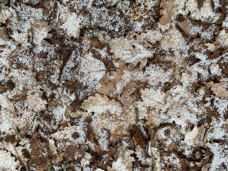 Snowy leaves stock image. Image of closeup, season, pattern - 261631409