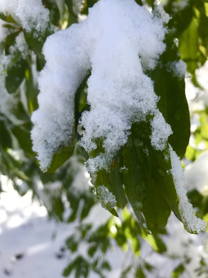 Snowy Leaves stock image. Image of weather, background - 69769493