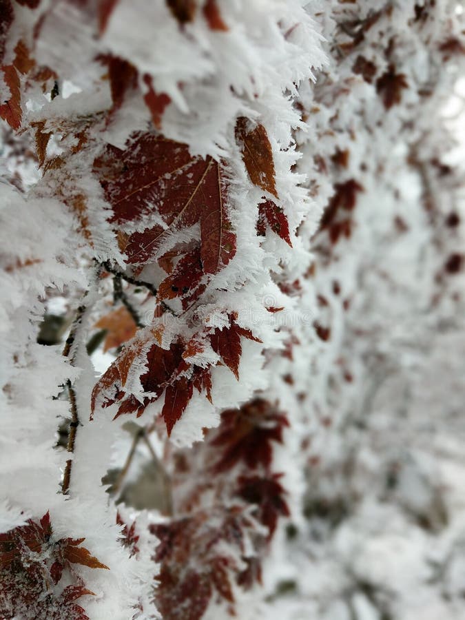 Snowy Leaves stock image. Image of leave, leaves, snow - 83113083