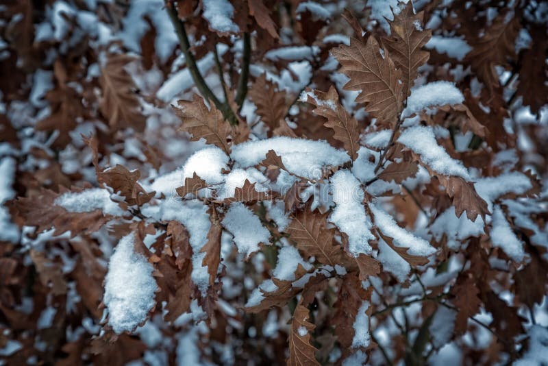 Snowy Leaves stock image. Image of weather, background - 69769493