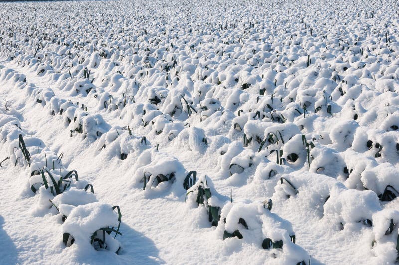 Snowy Leek Plants in a Dutch Field Stock Image - Image of green, dirt ...