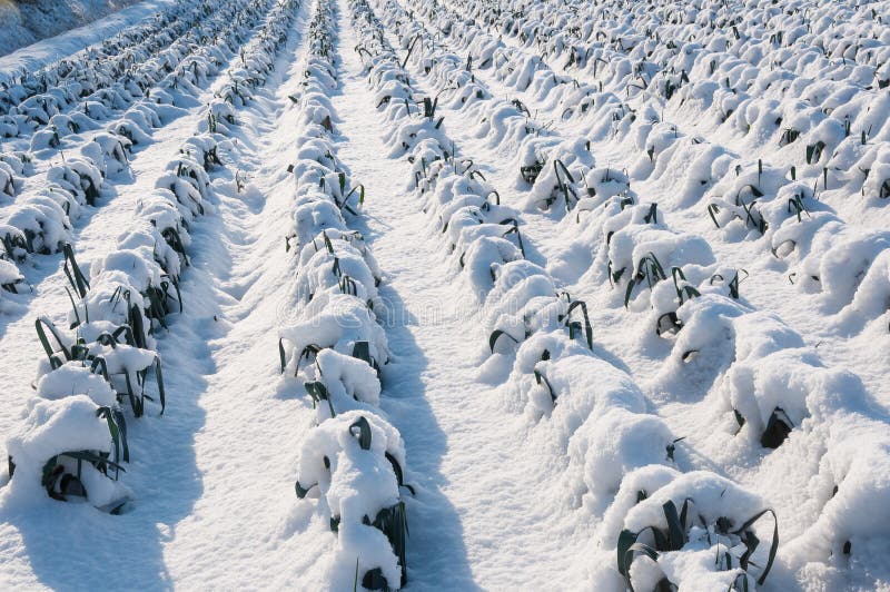 Snowy Leek Plants in a Dutch Field Stock Photo - Image of leek, group ...