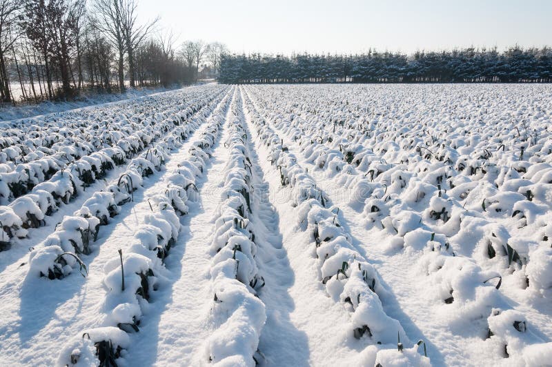 Snowy Leek Plants in a Dutch Field Stock Photo - Image of earth ...