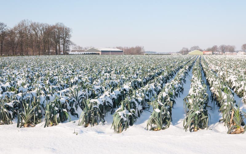 Snowy Leek Plants in a Dutch Field Stock Photo - Image of dirt ...