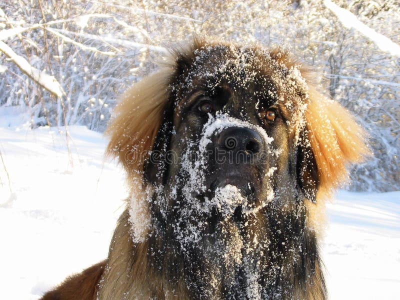 Snowy Leo stock image. Image of cold, family, happy, leonberger - 43281
