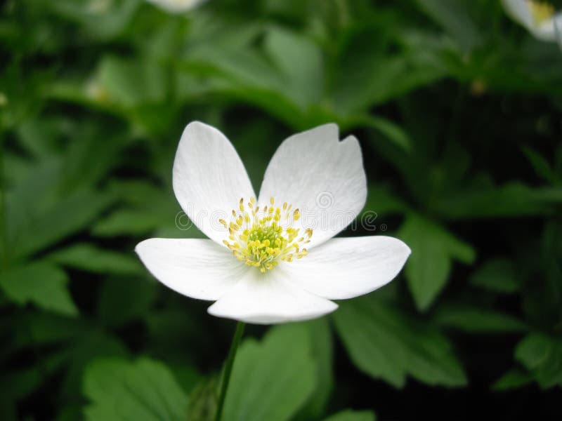 Lloydia Plant Stock Photos - Free & Royalty-Free Stock Photos from ...