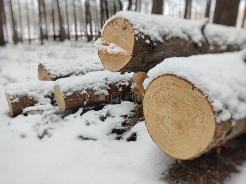 Snowy Log End Texture stock image. Image of grain, snow - 359093159