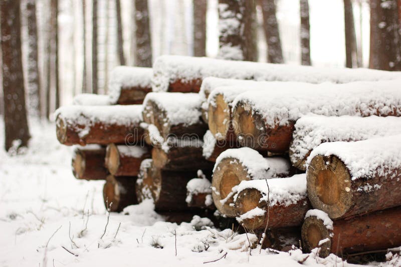Snowy Log End Texture stock photo. Image of lumber, industry - 359093176